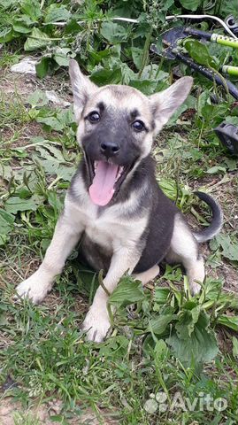 Щенки в добрые руки