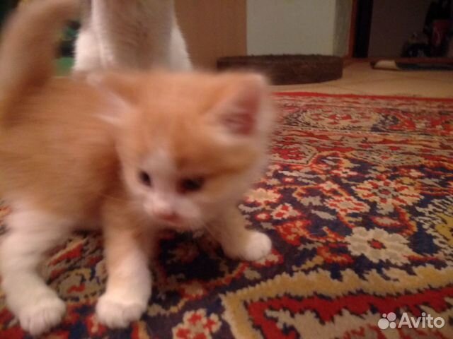 Рыжие котики в дар