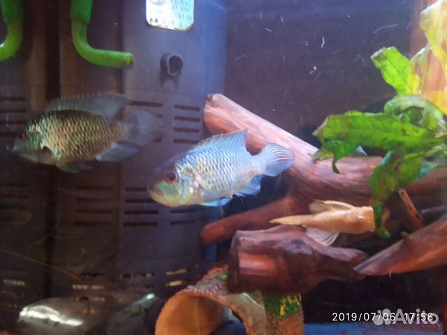 Рыба нанокары две взрослые самки