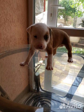 Щенки Стафы