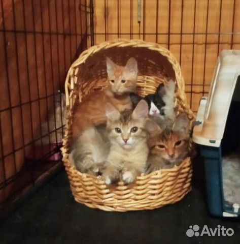 Котят выкинули в коробке