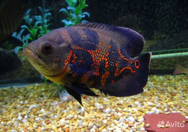 Астронотус