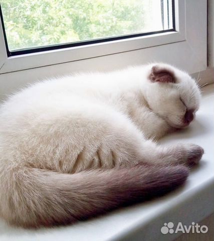 Котенок просто космос