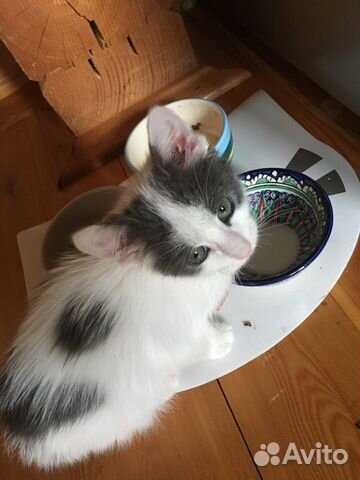 Котенок ищет Дом