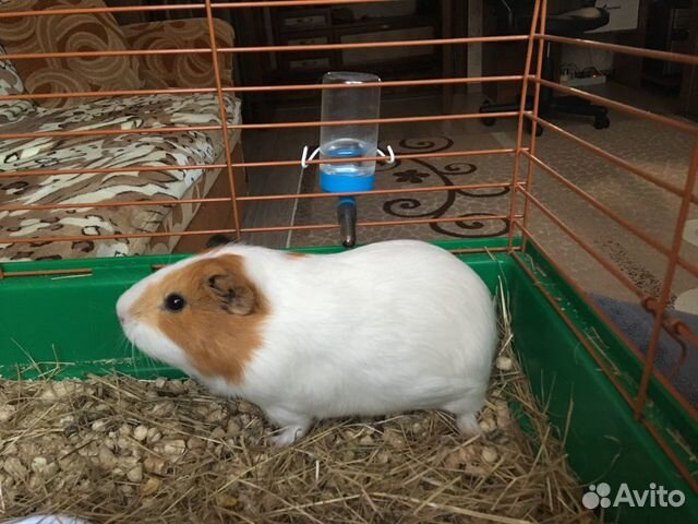 Морская свинка