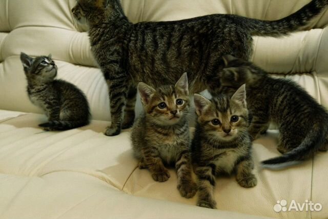 4 крошки-котёнка