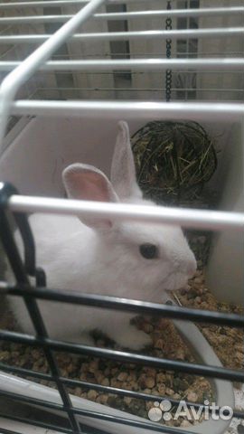 Белый кролик- зайка