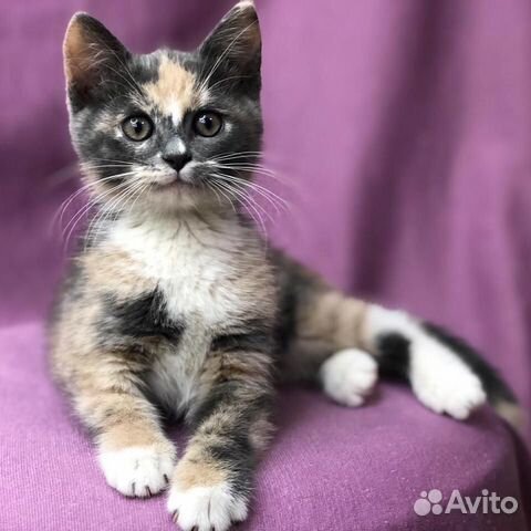 Котята помесь с британцем