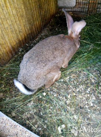 Продам кроликов