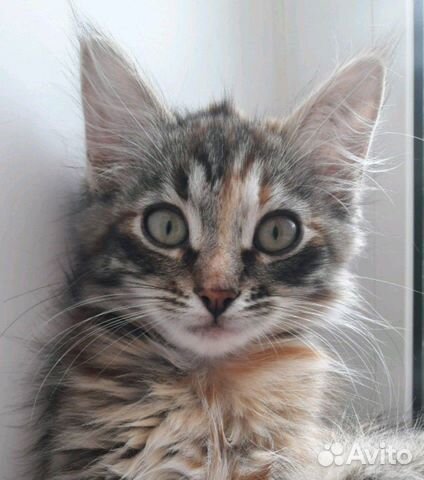 Котенок Пуша