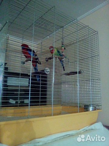 Розеллы и неразлучники