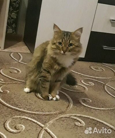 Ковалер ищет даму