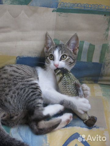Чудесный полосатый котенок в добрые руки