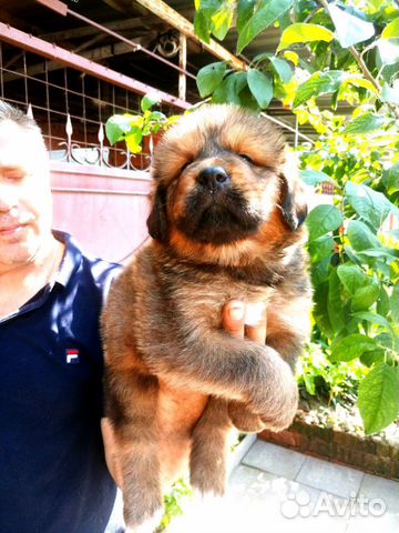 Мальчик в львином типе