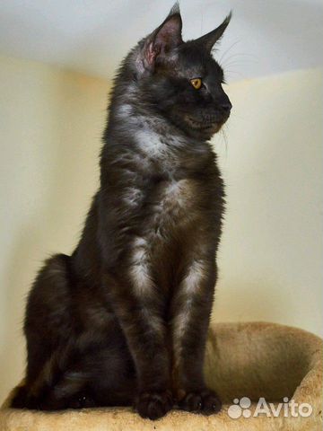 Котёнок Маузи, эксклюзивный гибрид