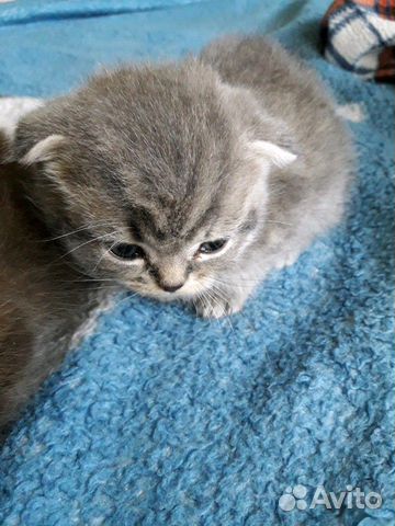 Чистокровные шотландские котята