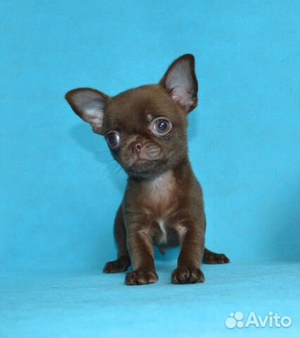 Цветные чихуашки. Шоколад и лиловый