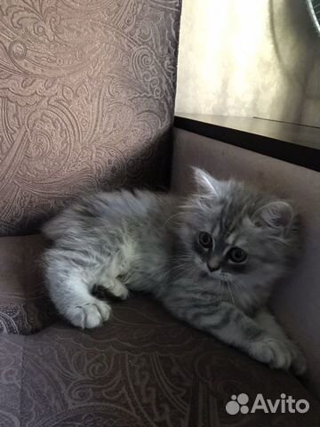 Британский котёнок