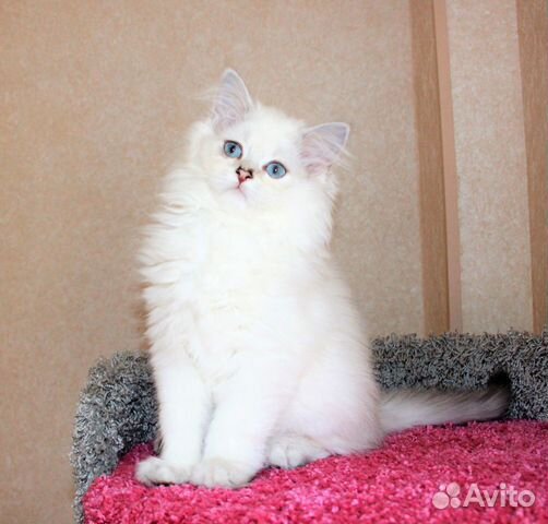 Котик хайленд страйт