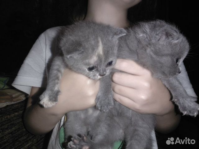 Кошки