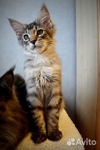 Котёнок мейн -кун Мажор и другие