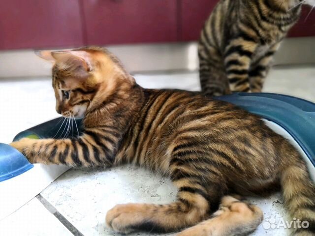 Настоящие котята тойгер