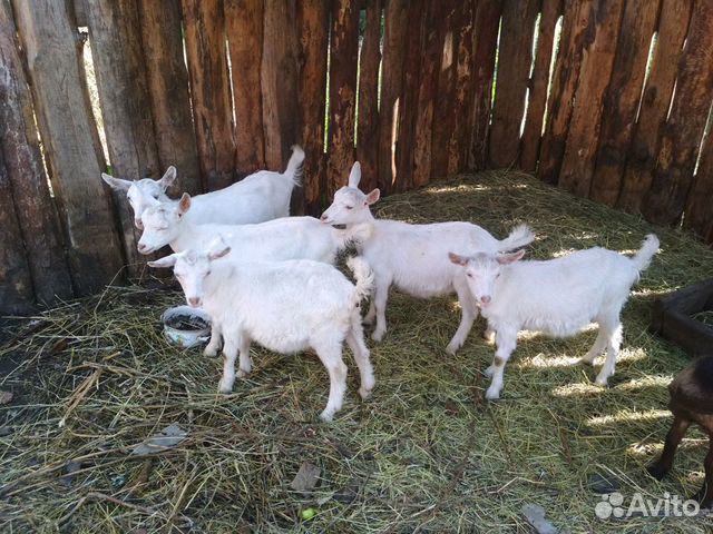 Козлята поместные