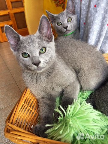 Лучшие котята для тебя