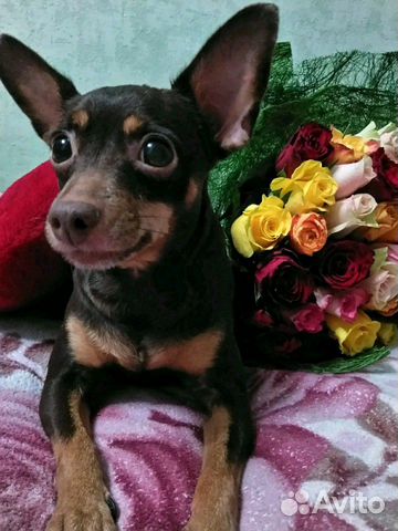 Шоколадная девочка ищет жениха