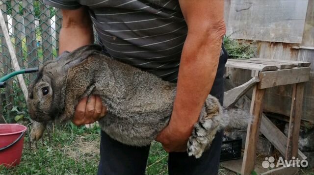 Продам кролика
