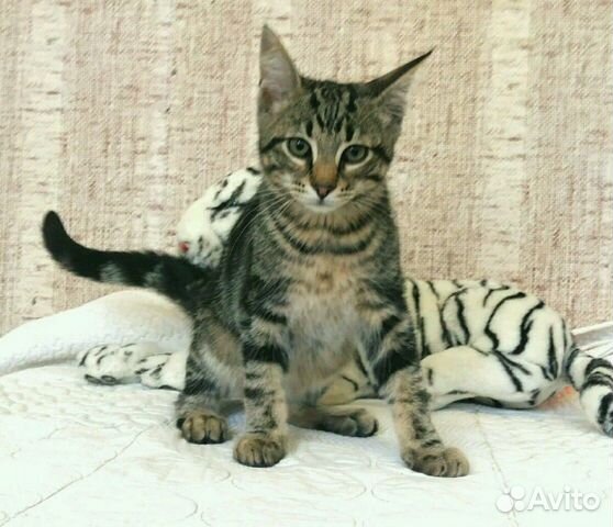 Котенок 3 месяца