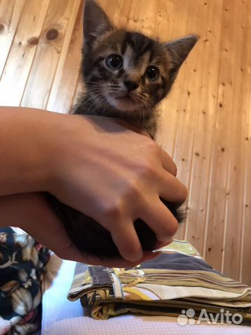 Братишка и сестрёнка ищут хозяев