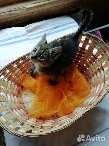 Котенок Фантик очень хочет домой