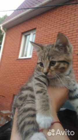 Котёнок (девочка)
