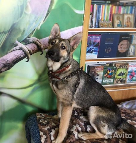 Нежная Герда ищет дом