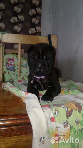 Щенок Шарпей