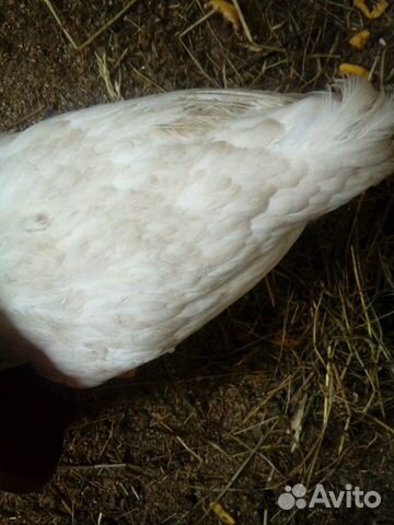 Индюшата белые широкогрудая 1 месяц