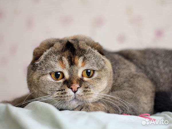 Ладушка - стерилизованная кошка