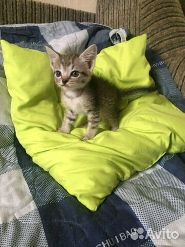 Котёнок Египетской Мау