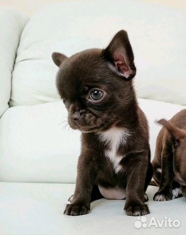 Кукольная девочка