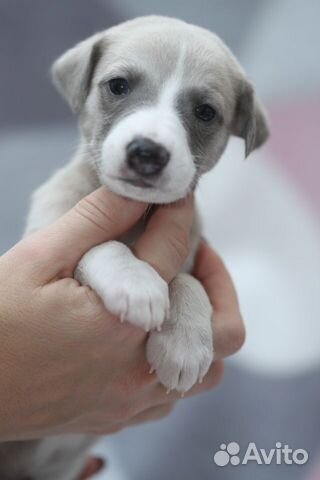 Щенки уиппета