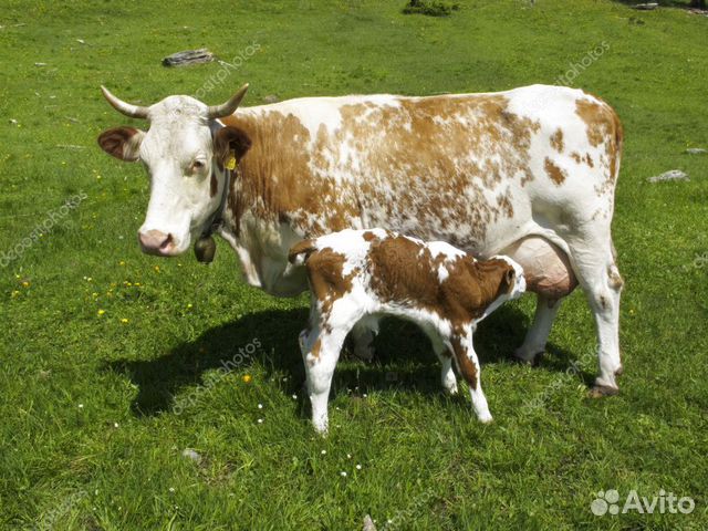 Искусственное осеменение коров