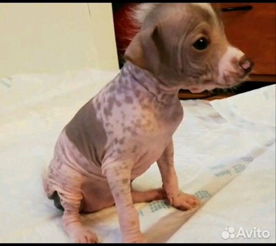 Яркая девочка мексиканской голой мини