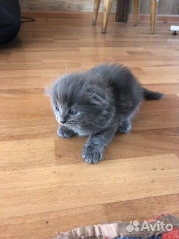 Котята Шотландцы