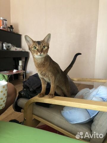 Абессинская кошка
