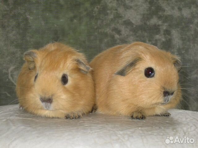 Кремовые морские свинки