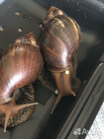 Улитки ахатины