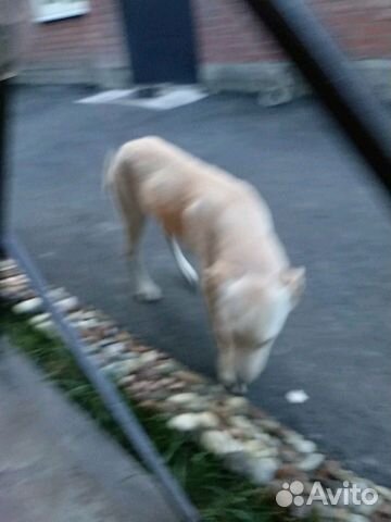 Отдам щенка,девочку дворняга но злая