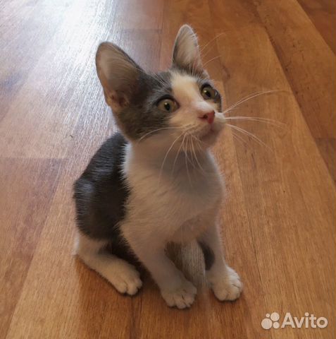 Малыш-котик