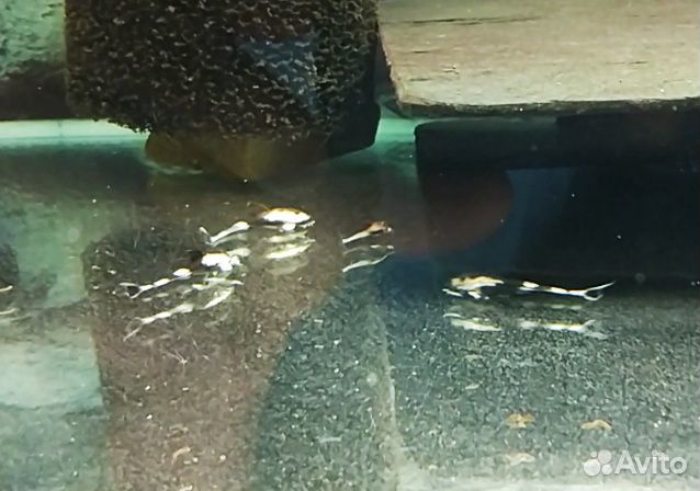 Сом Лорикария хамелеон (Pseudohemiodon Apithanos)